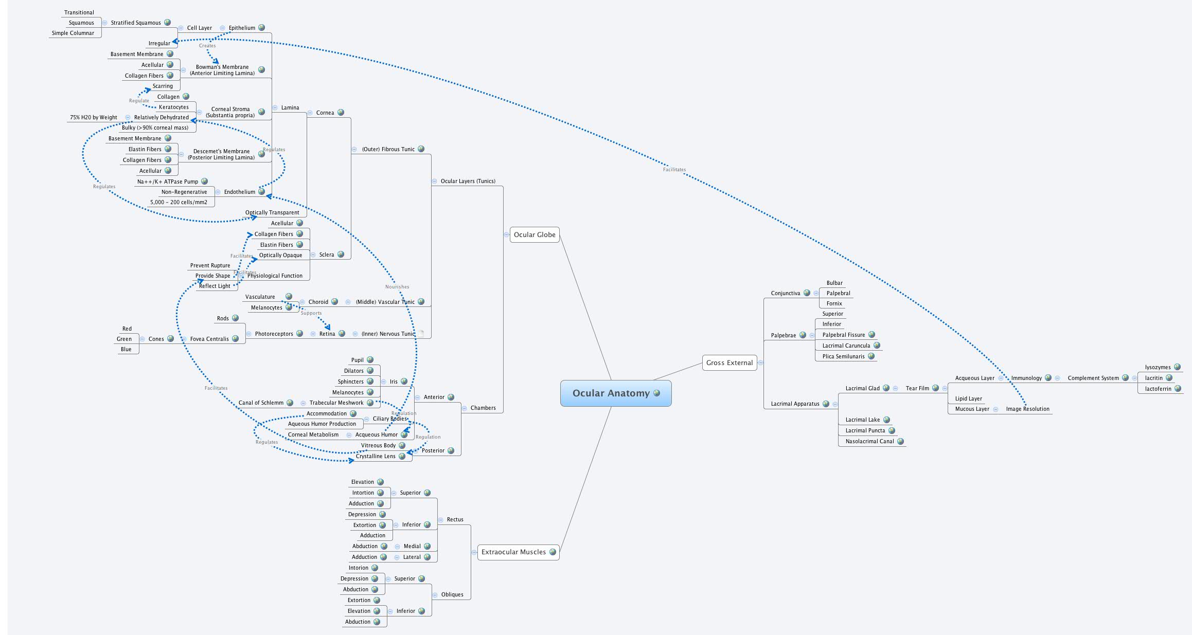 Ocular Anatomy | Michael Filbin - Xmind