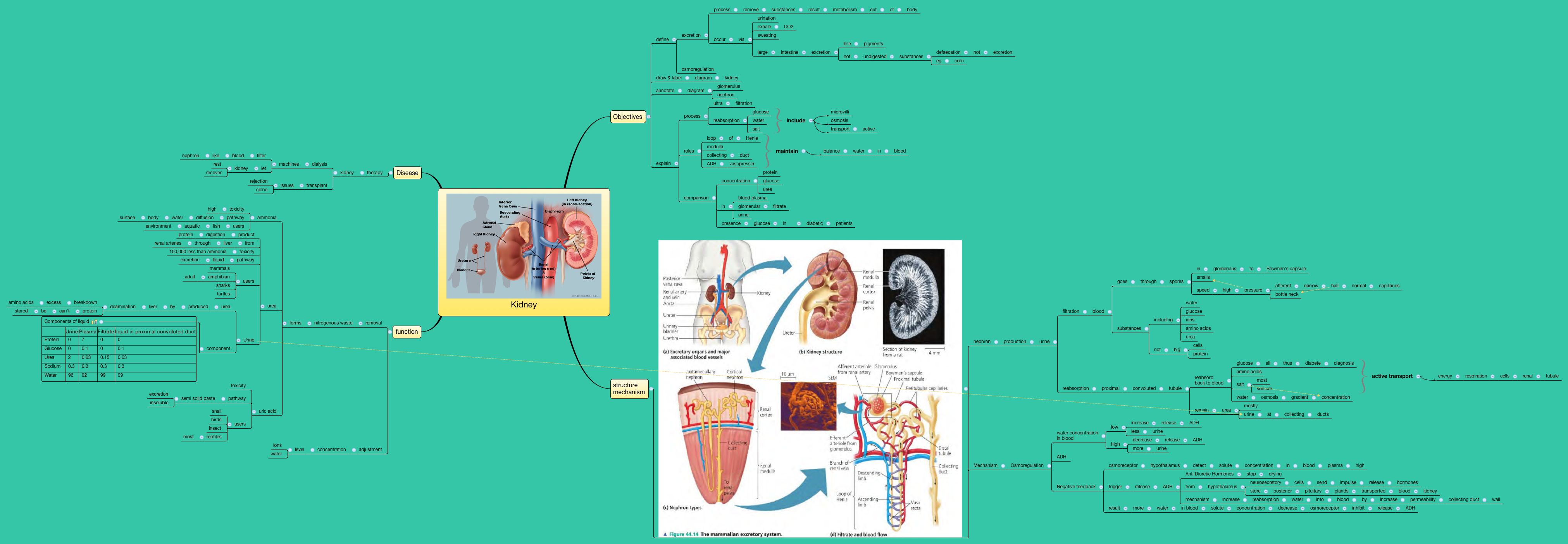 Kidney - Xmind - Mind Mapping App