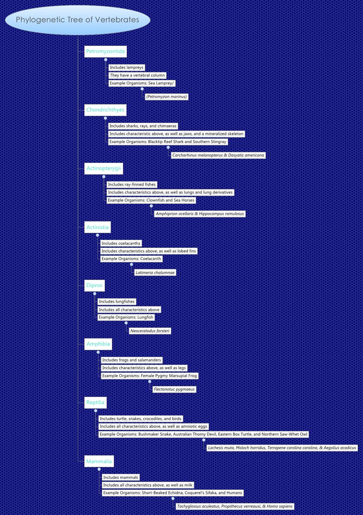 Phylogenetic Tree of Vertebrates - XMind - Mind Mapping Software