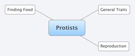 Protists - Xmind - Mind Mapping Software