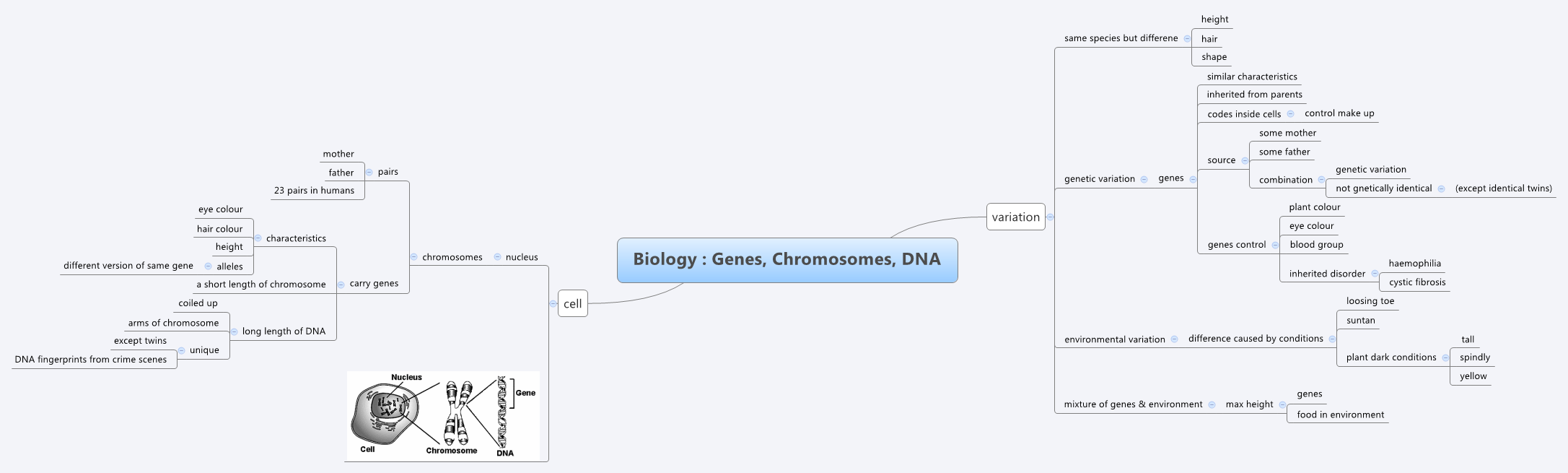 Biology : Genes, Chromosomes, DNA | ScienceMindMaps - Xmind