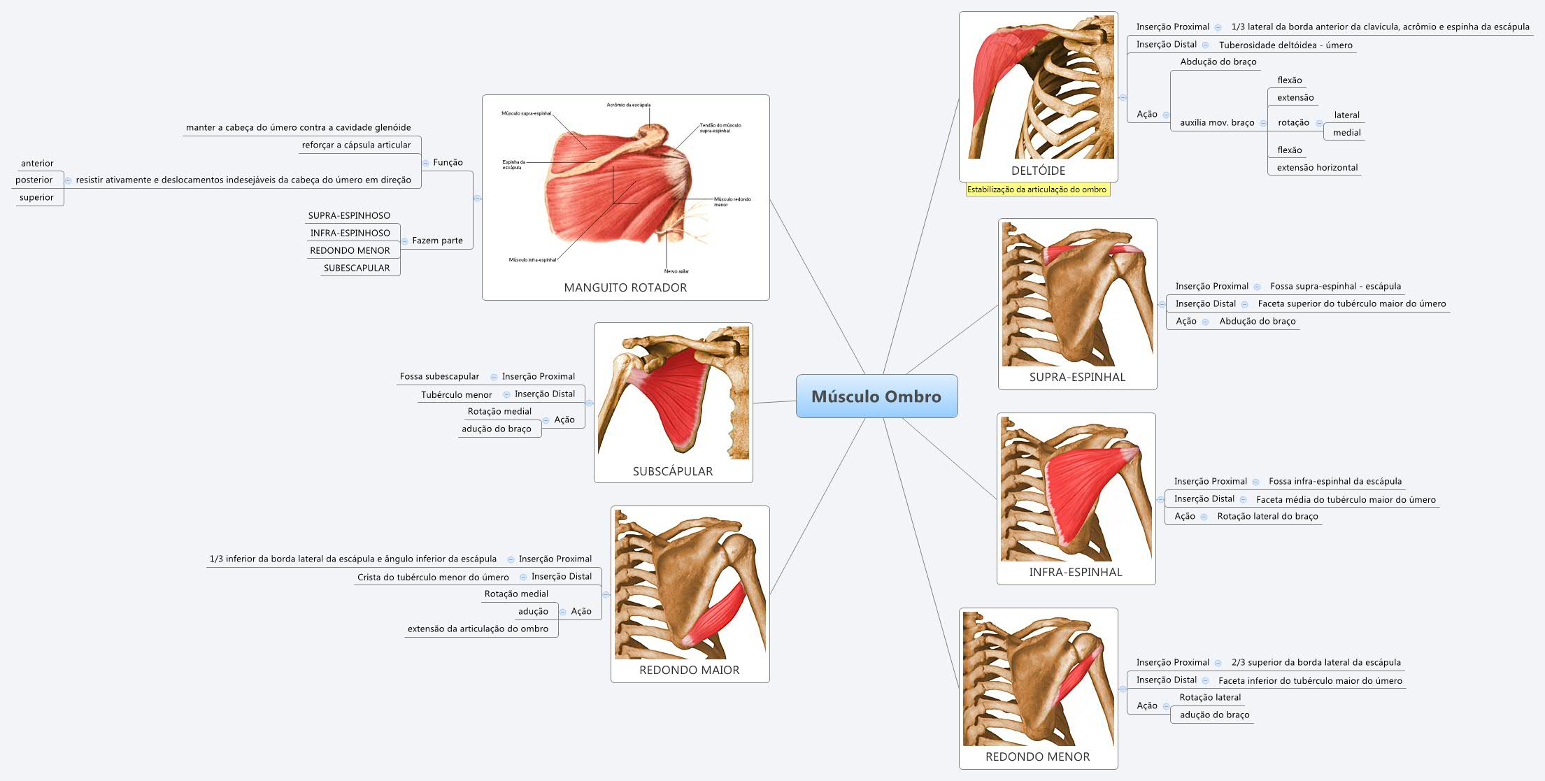 Músculo Ombro - XMind - Mind Mapping Software