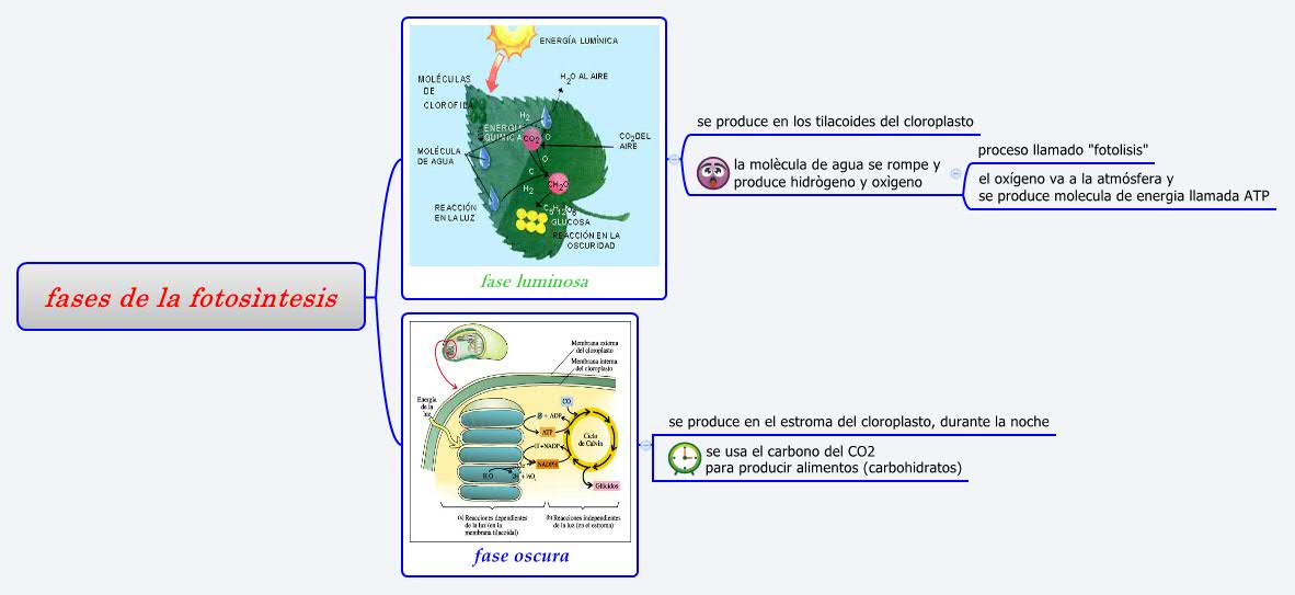 fases de la fotosintesis - XMind - Mind Mapping Software