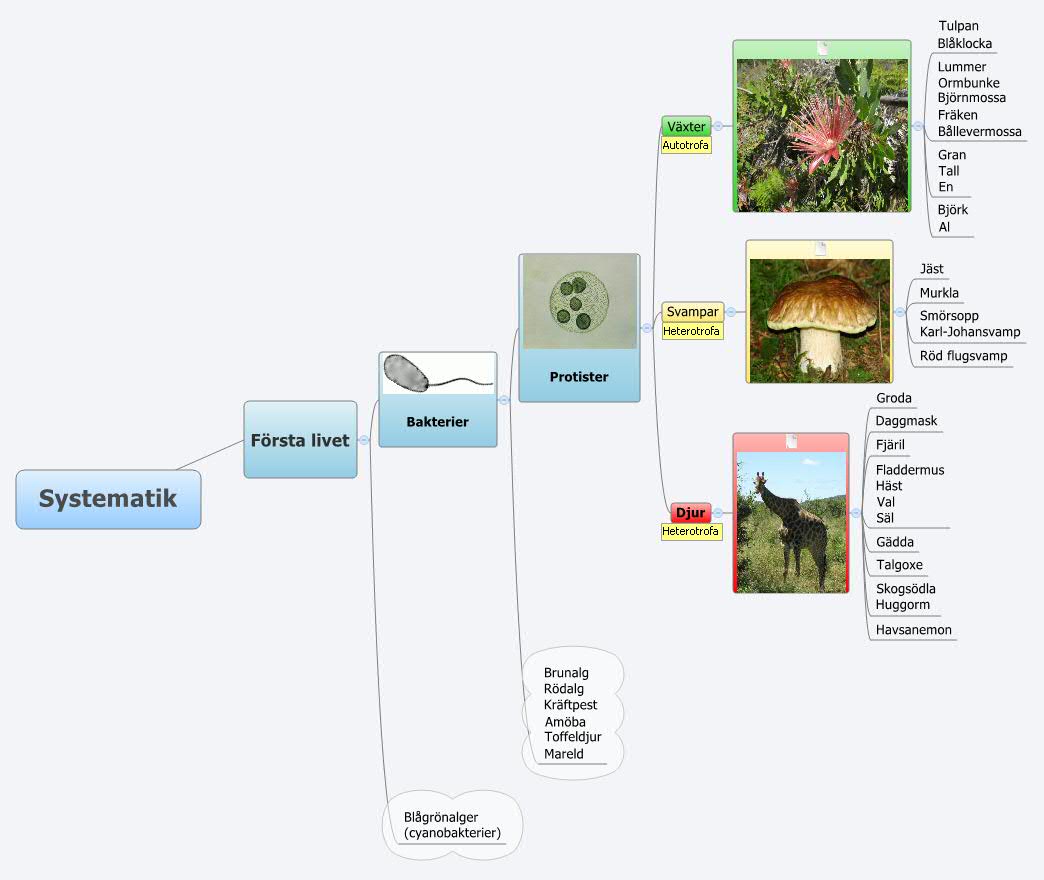 Systematik | kristoffer - Xmind