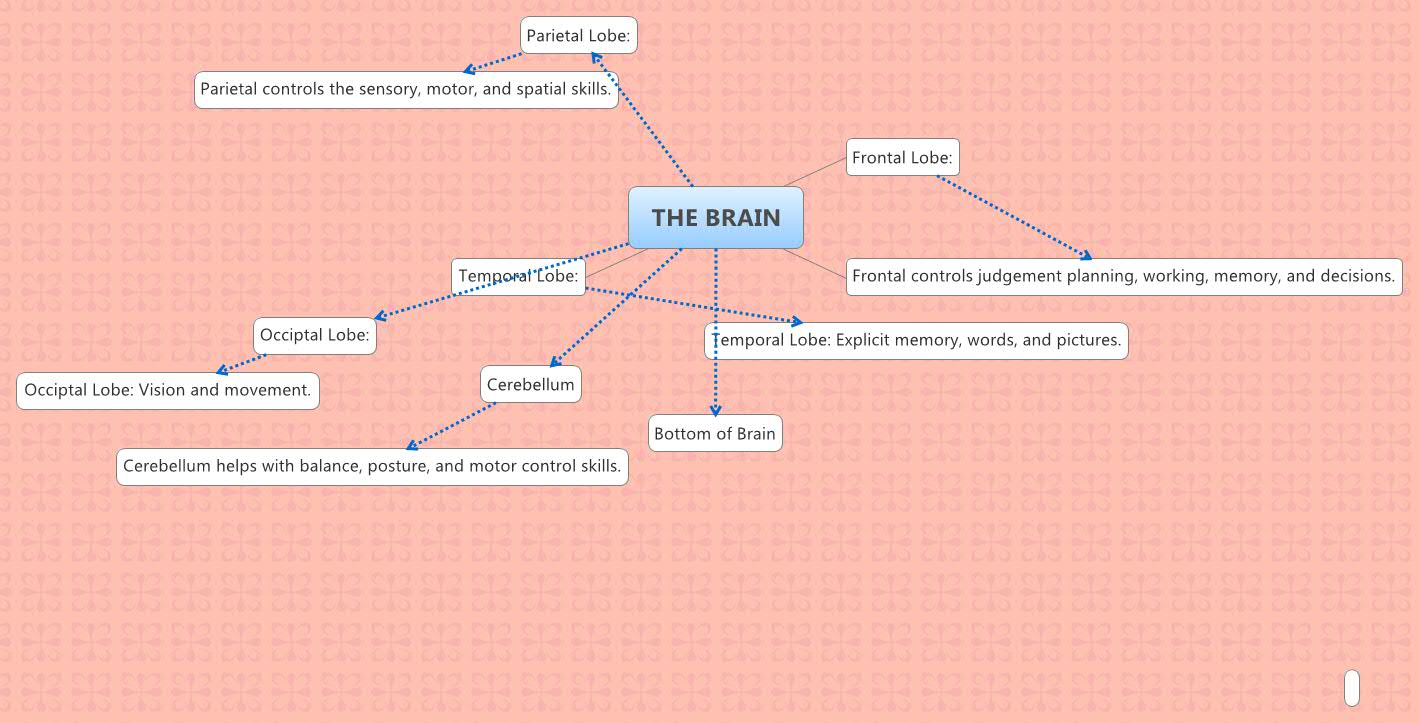 Concept Map Of The Brain - United States Map