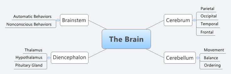 The Brain | HopeSmith - Xmind