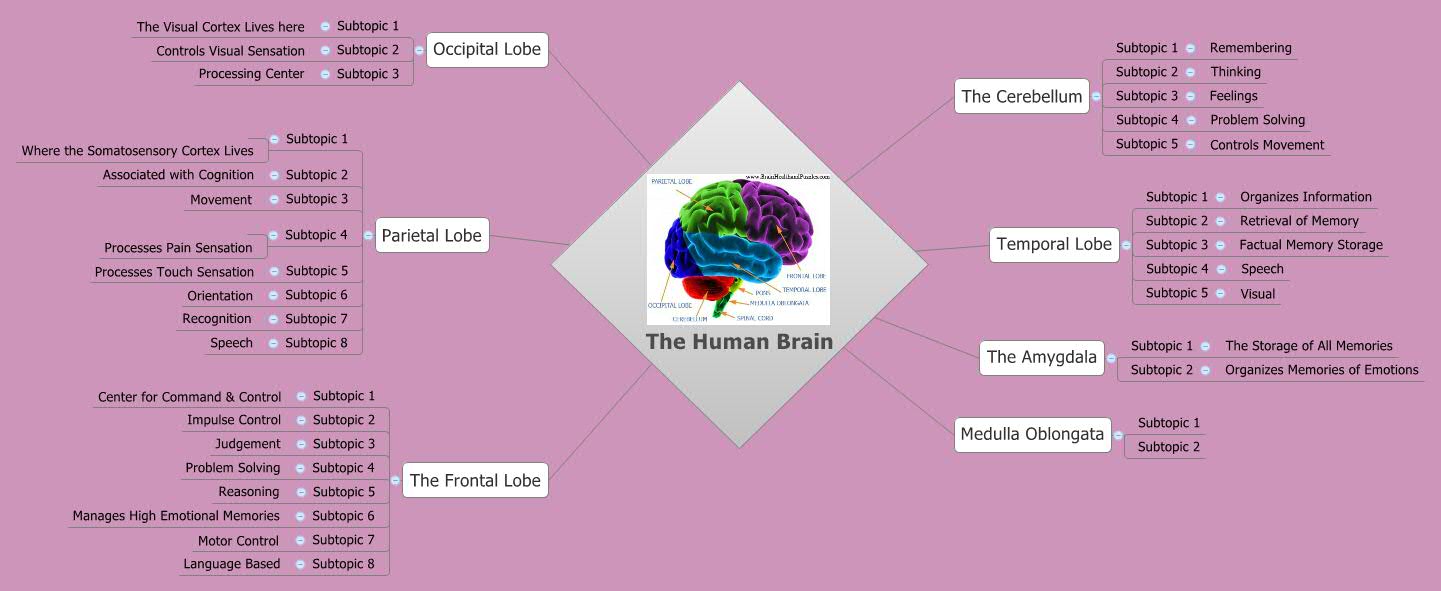Concept Map Of The Brain - United States Map