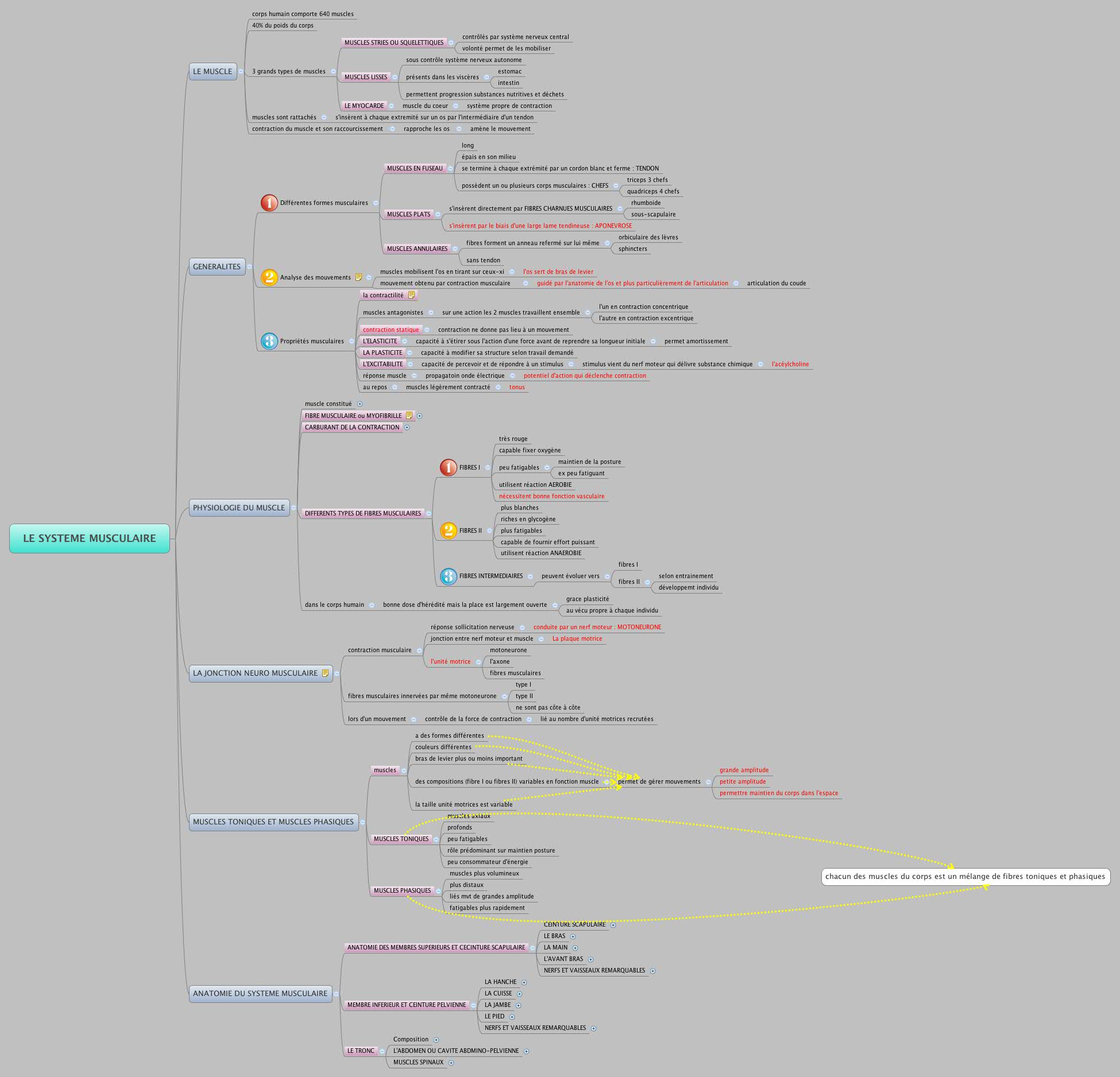 LE SYSTEME MUSCULAIRE - XMind - Mind Mapping Software