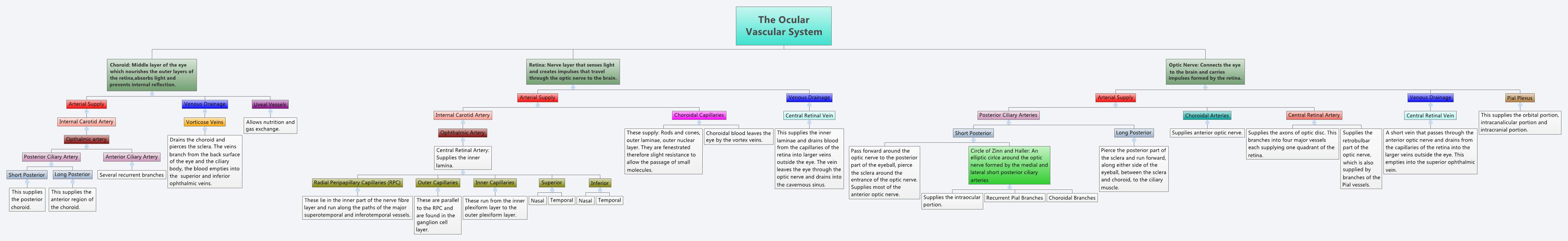 The Ocular Vascular System - XMind - Mind Mapping Software