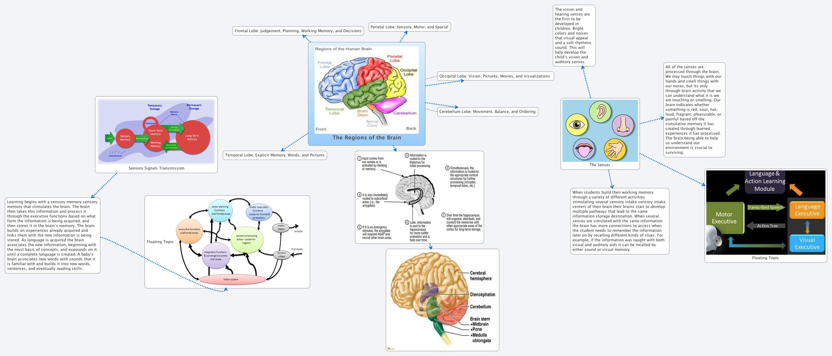 The Regions of the Brain | mrsztaylor - Xmind
