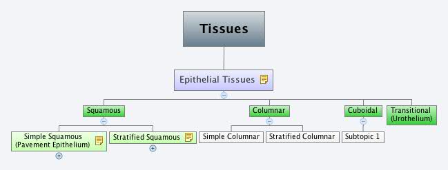 Tissues - XMind - Mind Mapping Software