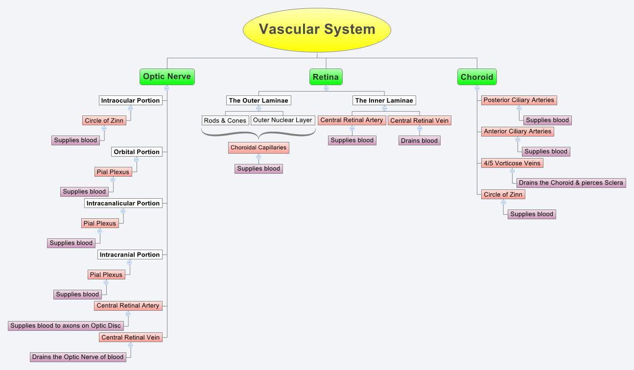 Vascular System - XMind - Mind Mapping Software