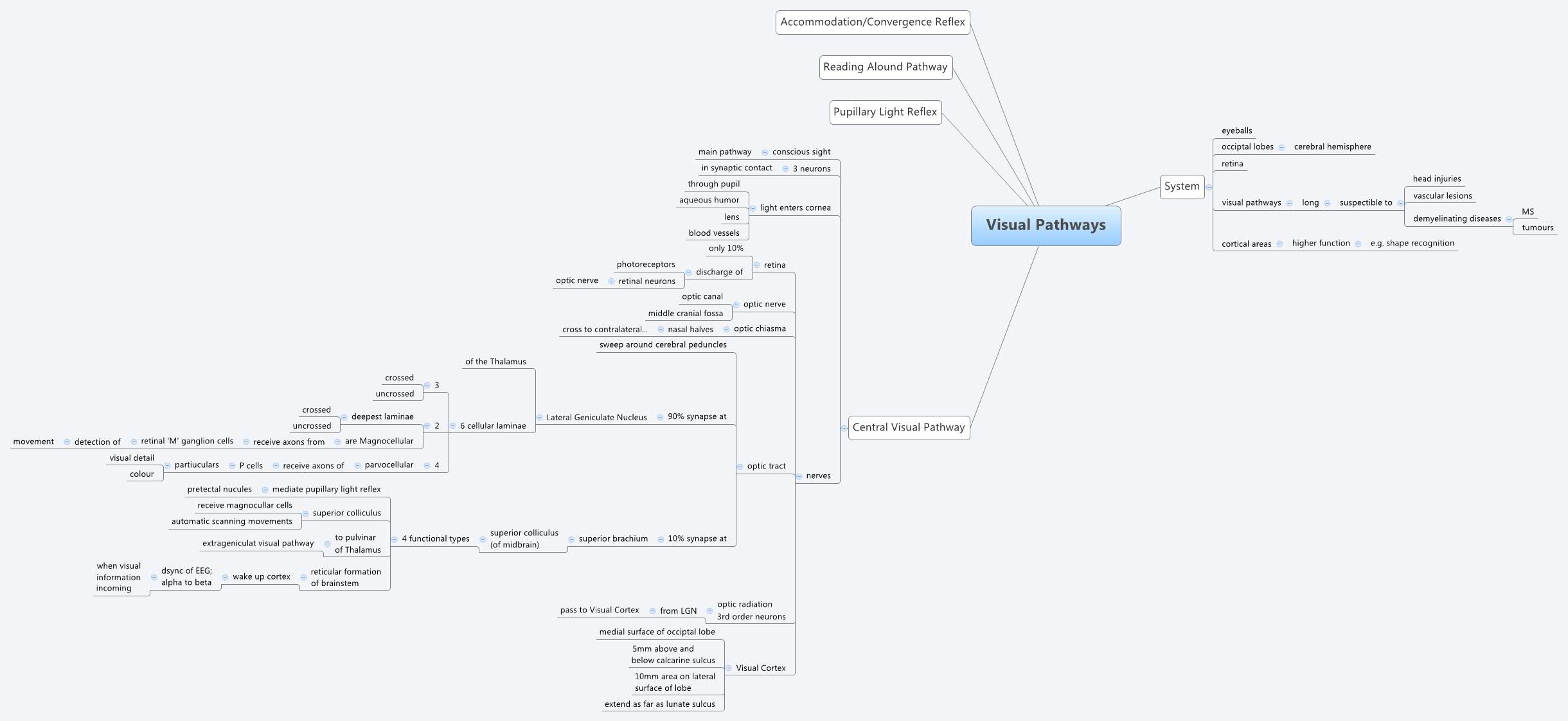 Visual Pathways - XMind - Mind Mapping Software