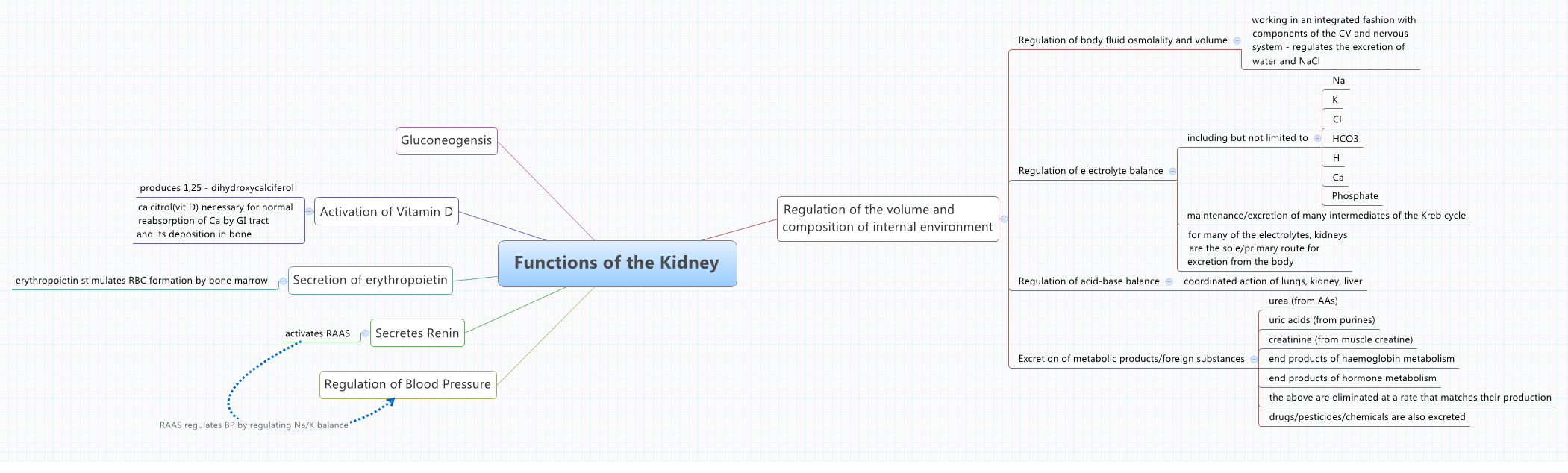 Functions of the Kidney - XMind - Mind Mapping Software