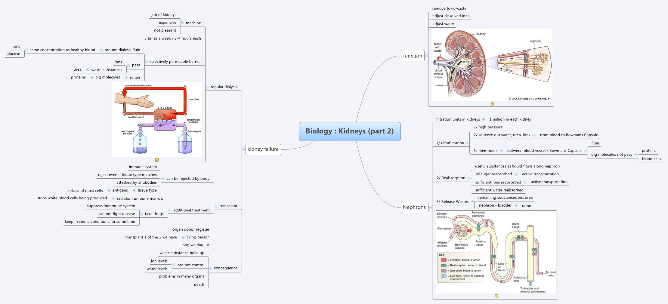 Biology : Kidneys (part 2) - XMind - Mind Mapping Software