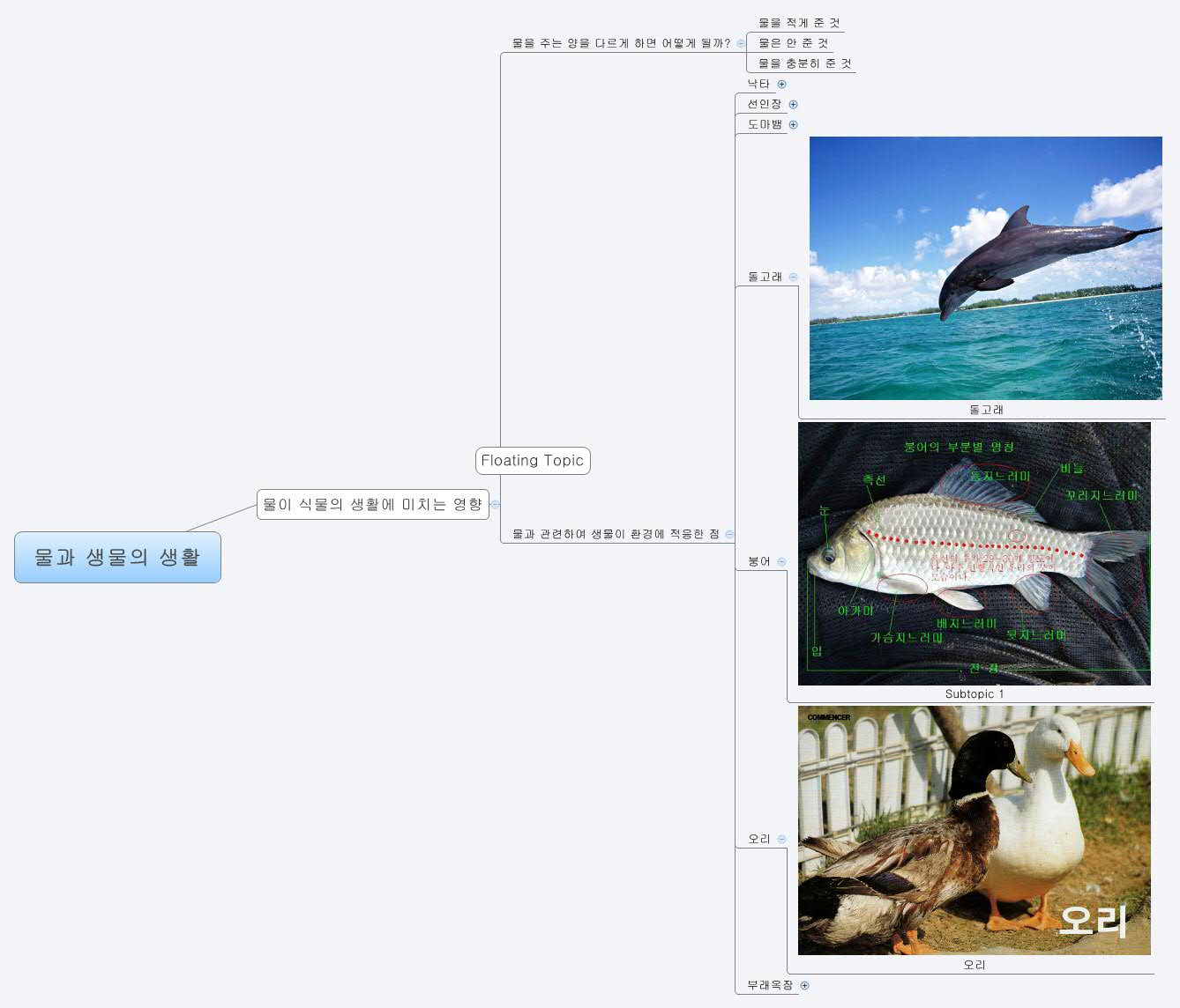 물과 생물의 생활 - Xmind - Mind Mapping App