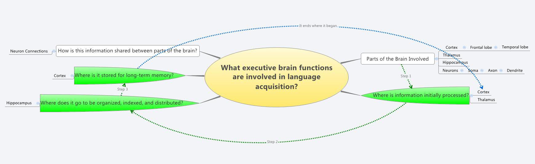 What executive brain functions are involved in language acquisition? - XMind - Mind Mapping Software