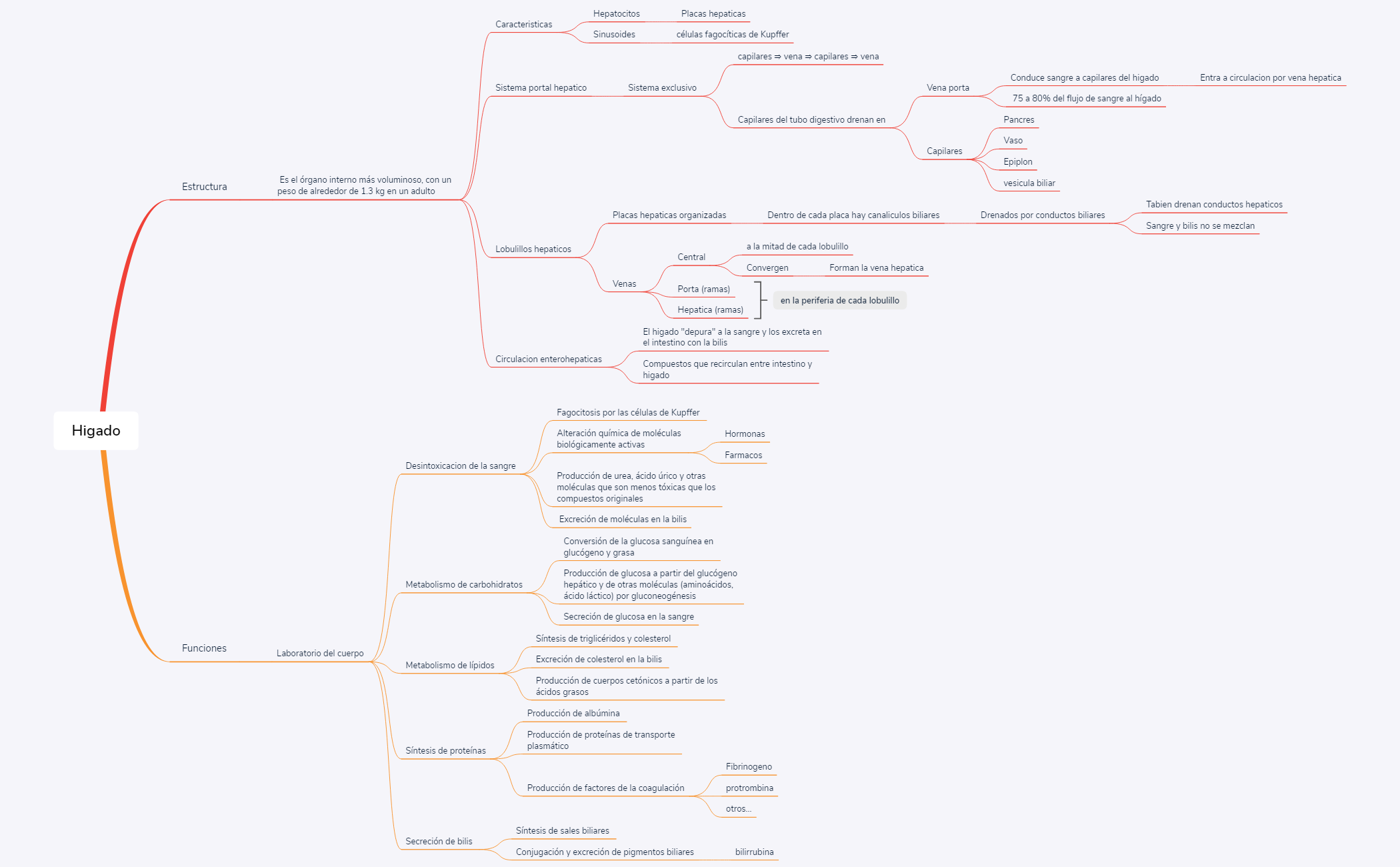 Higado - XMind - Mind Mapping Software