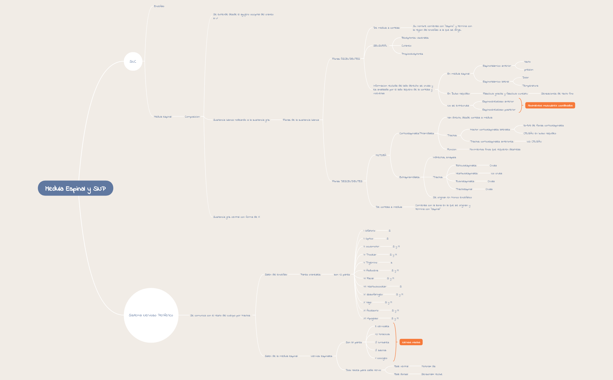 Medula Espinal y SNP - XMind - Mind Mapping Software
