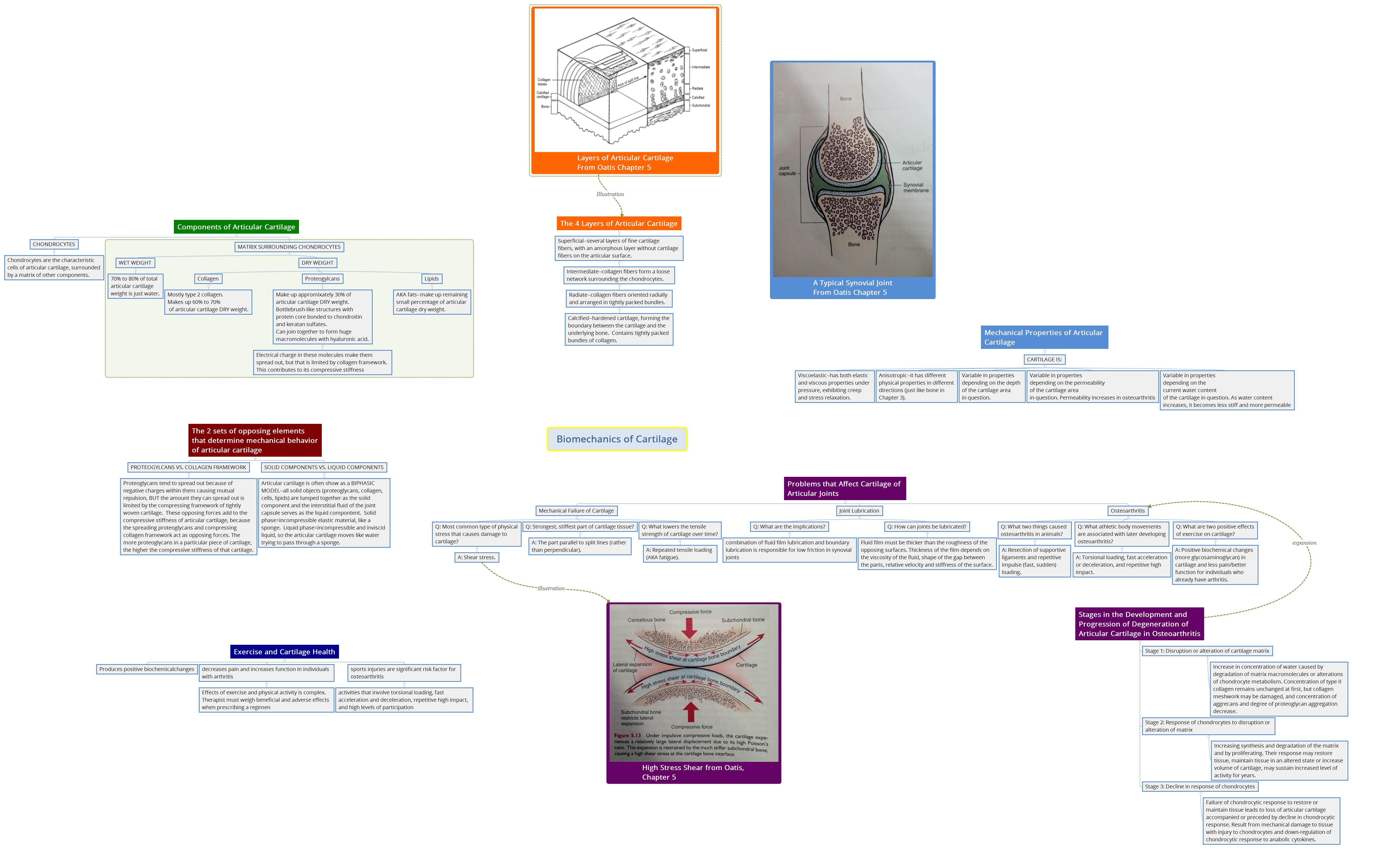 Biomechanics of Cartilage - XMind - Mind Mapping Software