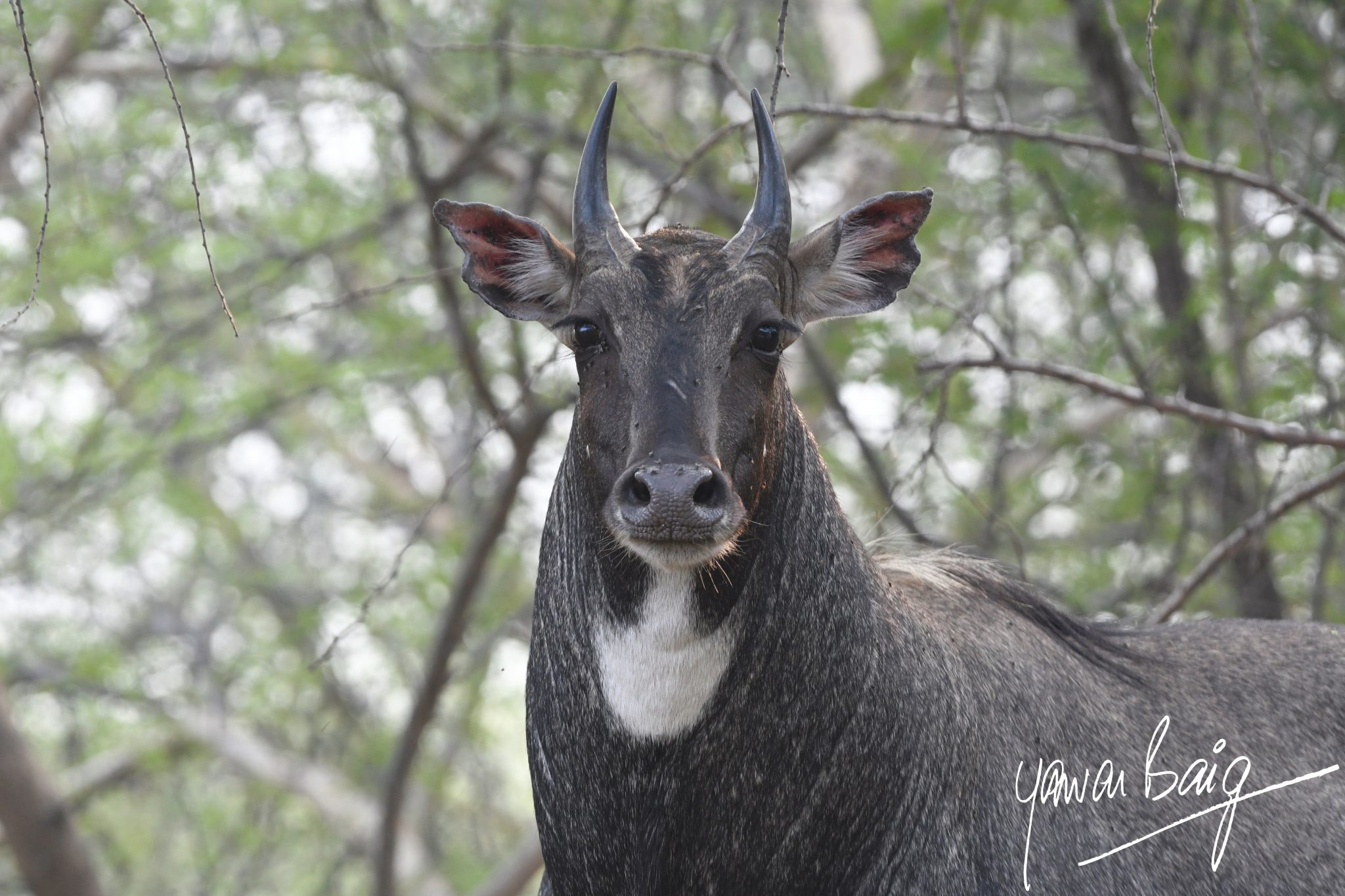 Nilgai-male - Yawar Baig & Associates