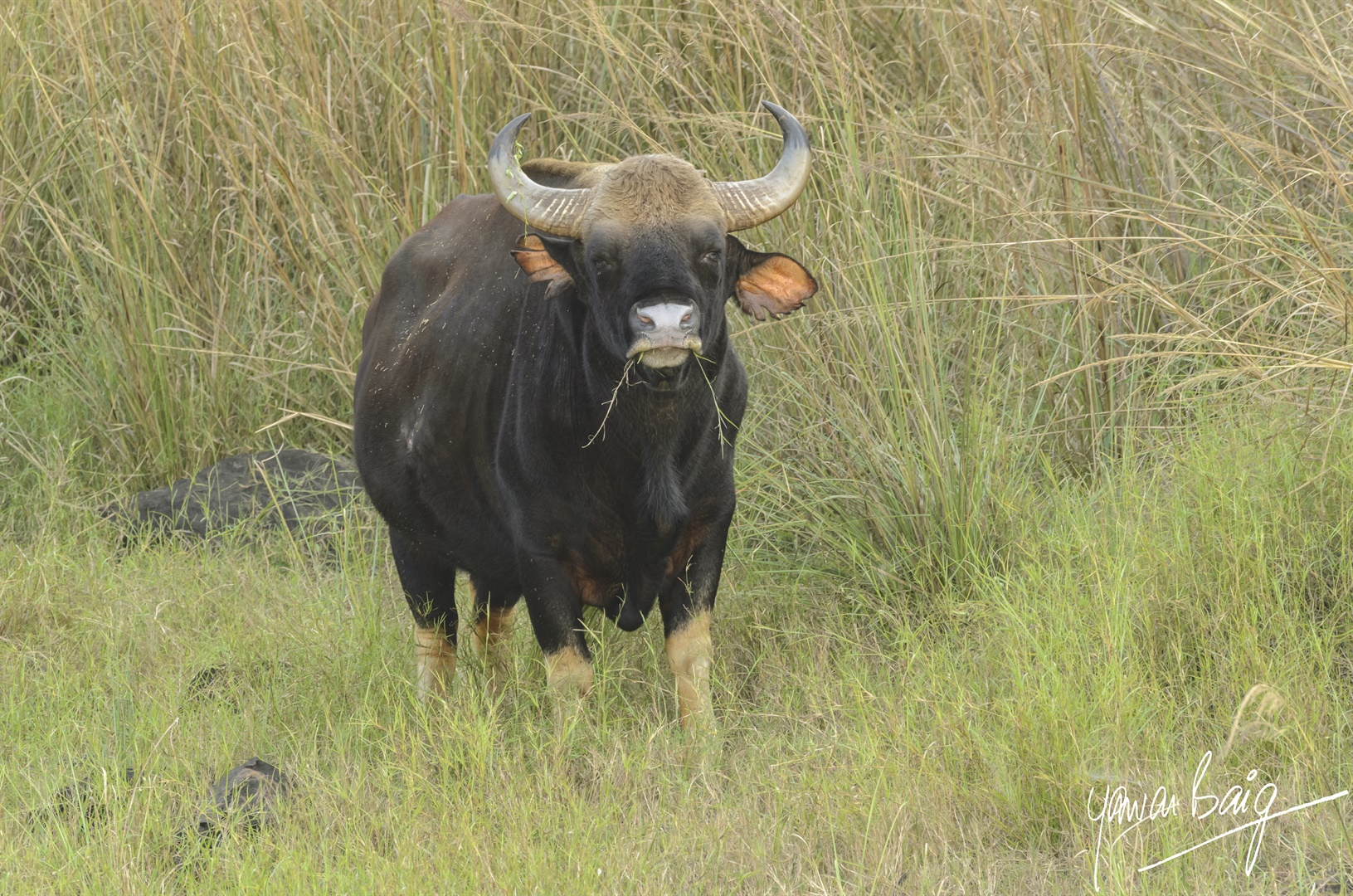 The joy of tea - Yawar Baig & Associates