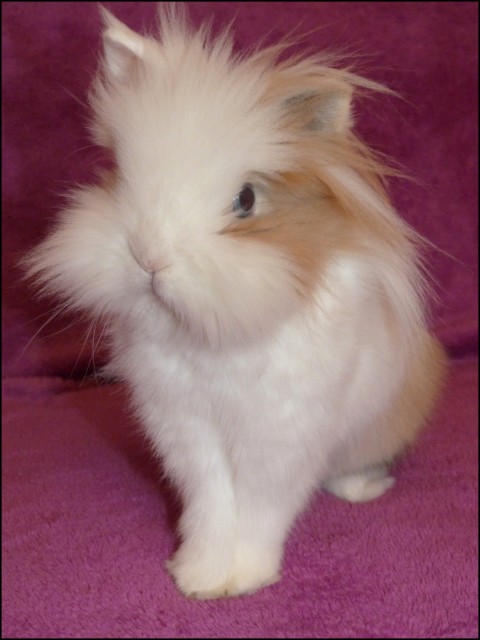 Rencontre avec Gribouille, et sa magnifique petite bouille ! - Yummypets