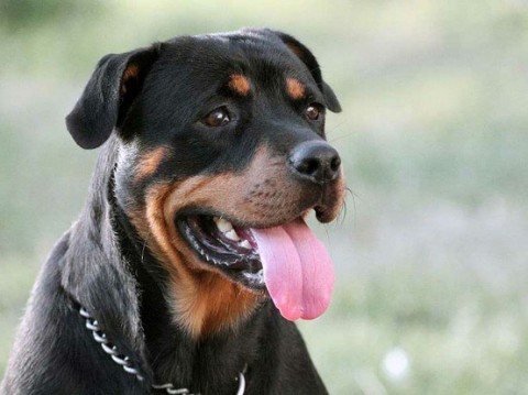 Know your breeds: the Rottweiler - Yummypets