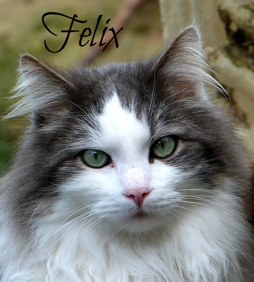 Rencontre avec Félix, une incroyable boîte à ronrons ! - Yummypets