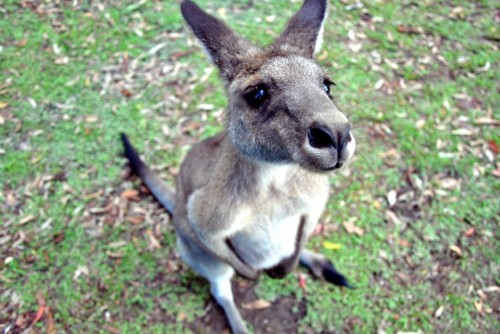 Quand deux Frenchies rencontrent un troupeau de Kangourous ! - Yummypets