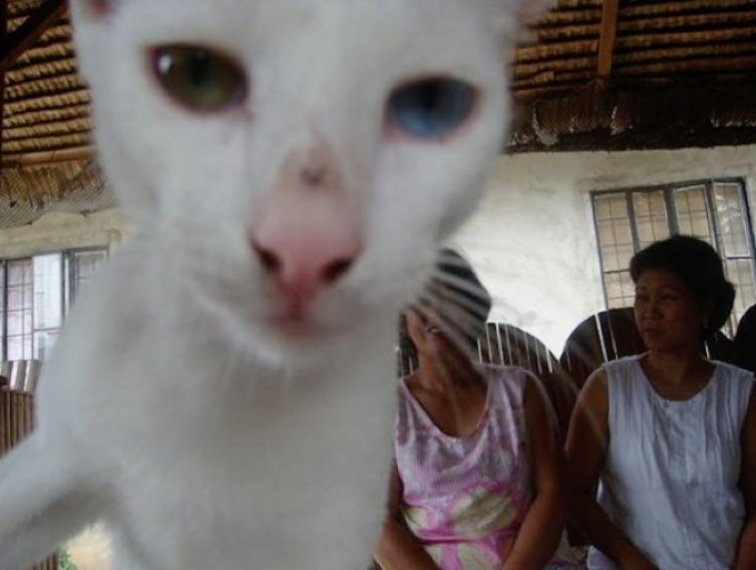 Photobombing level: cat - Yummypets