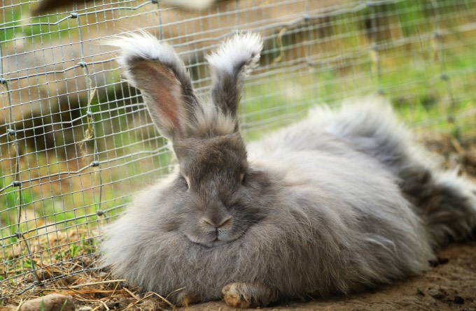 Les différents types de lapin - Yummypets