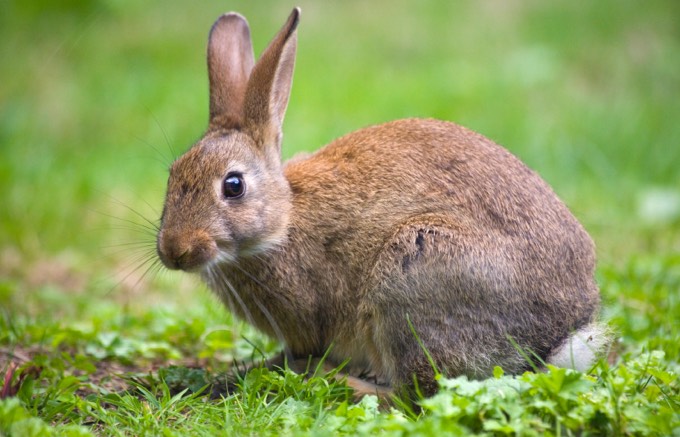 Les différents types de lapin - Yummypets