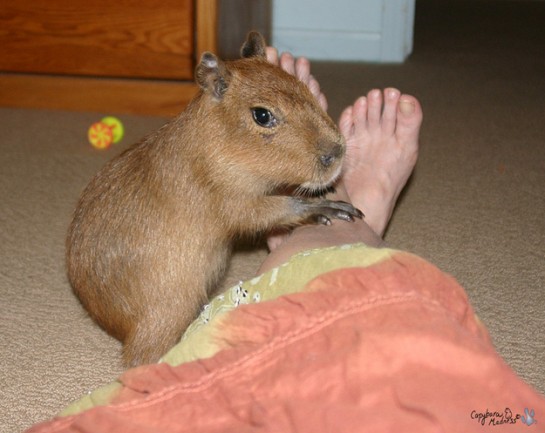 The Capybara, a new pet? - Yummypets