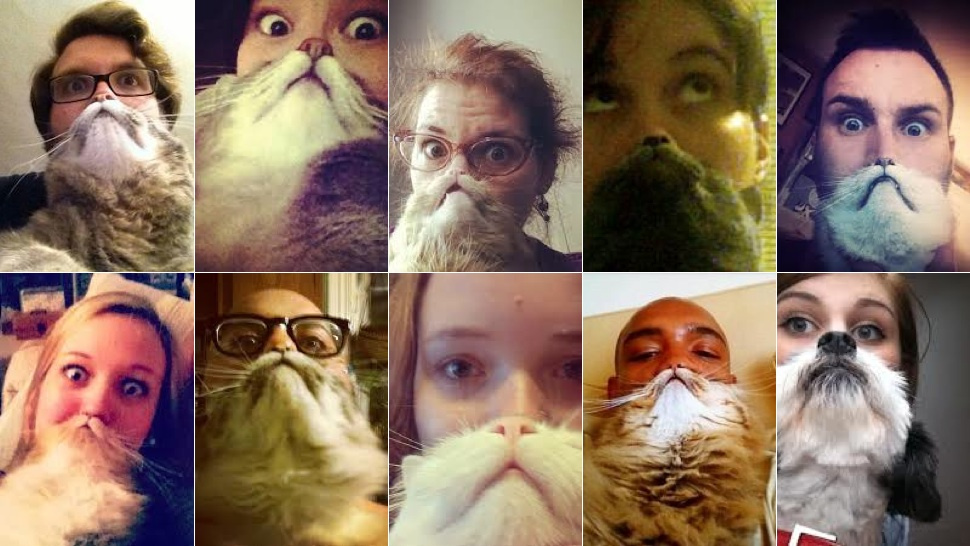 Cat bearding; or, how to make a beard with your cat! - Yummypets