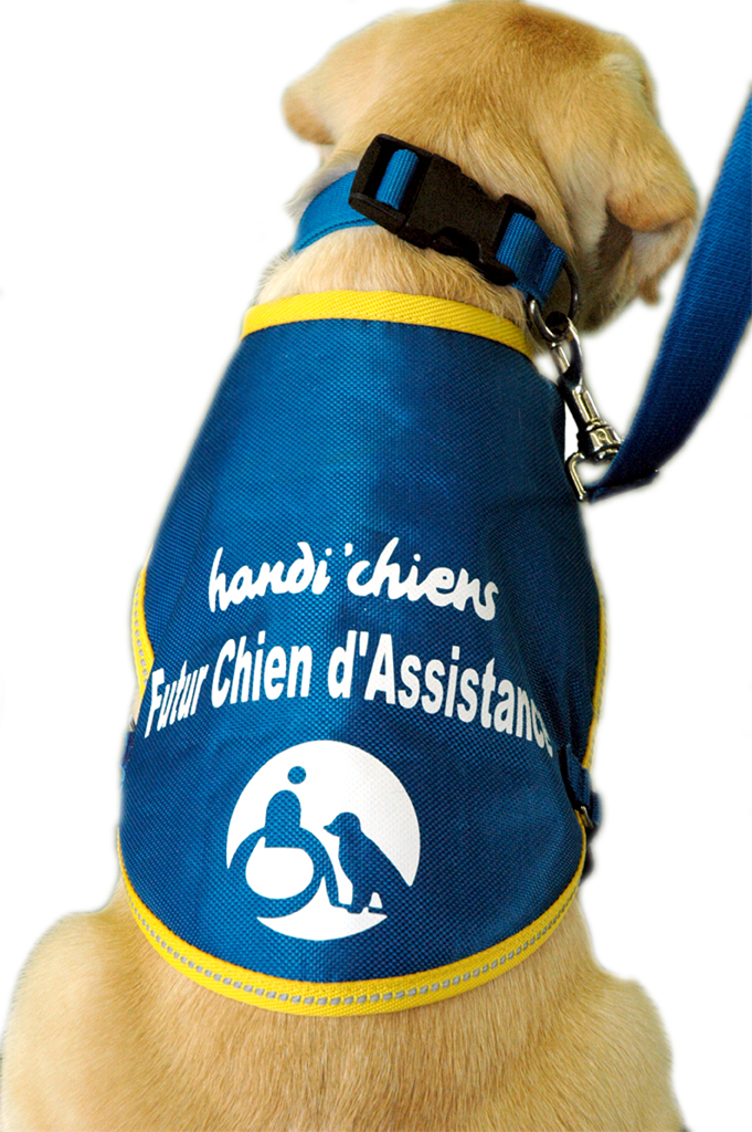 Le phénomène Handi’ chiens - Yummypets