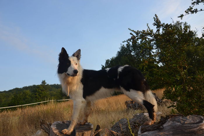 Rencontre avec Haiko, un grand foufou si beau ! - Yummypets