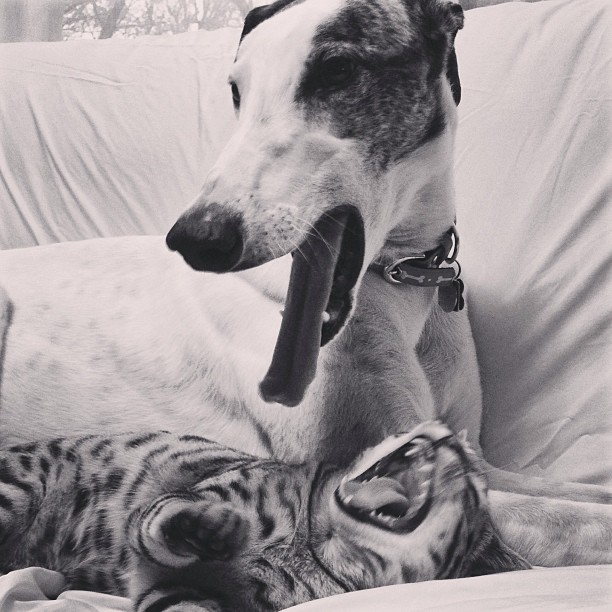 Ami comme chien et chat - Yummypets