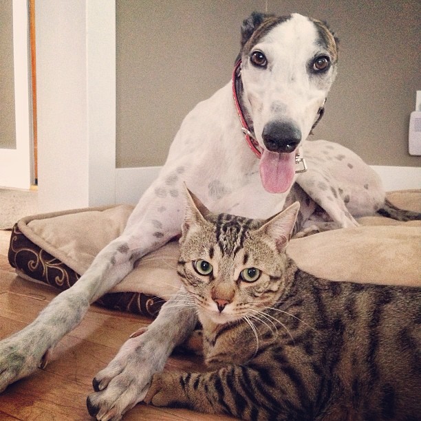 Ami comme chien et chat - Yummypets