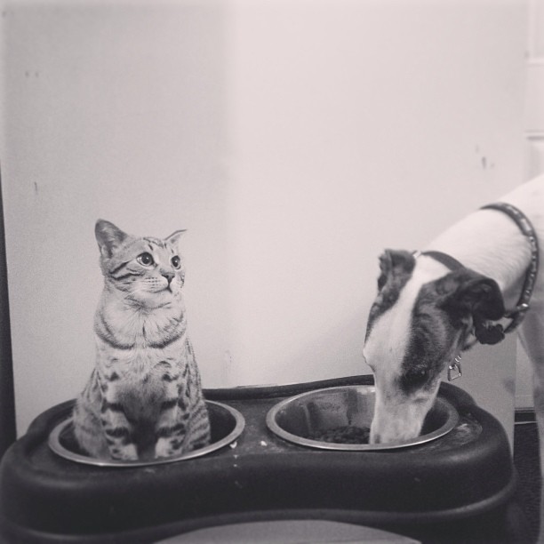 Ami comme chien et chat - Yummypets