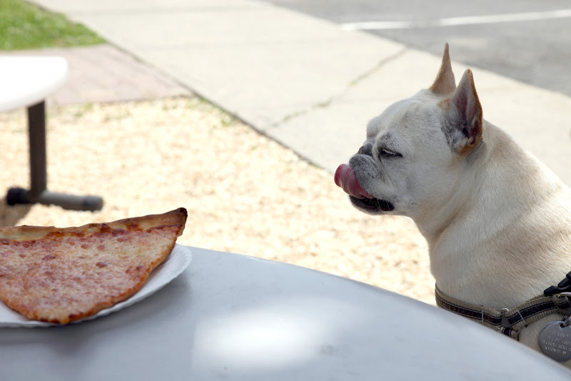 Dogs who love pizza - Yummypets