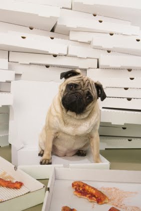 Dogs who love pizza - Yummypets