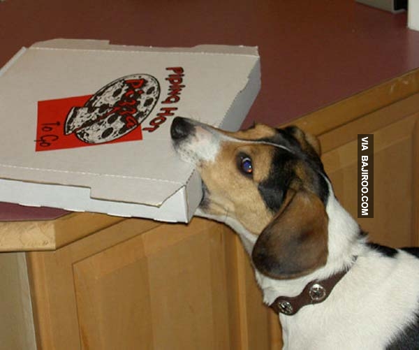 Do Dogs Love Pizza