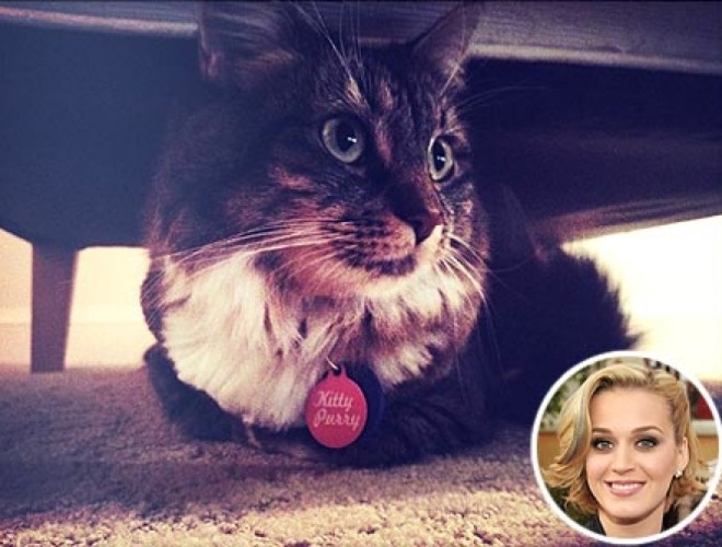 Kitty Purry - Yummypets