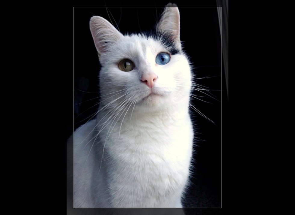 Rencontre avec Lou, un chat tout doux - Yummypets