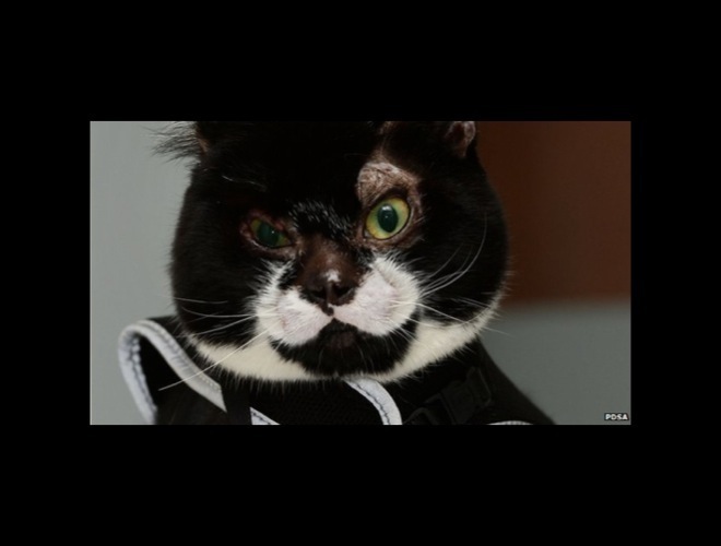 Badly burnt cat wins pet survivor of the year award - Yummypets