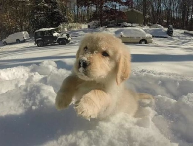 Top 15 animals who are living their best lives in the snow - Yummypets