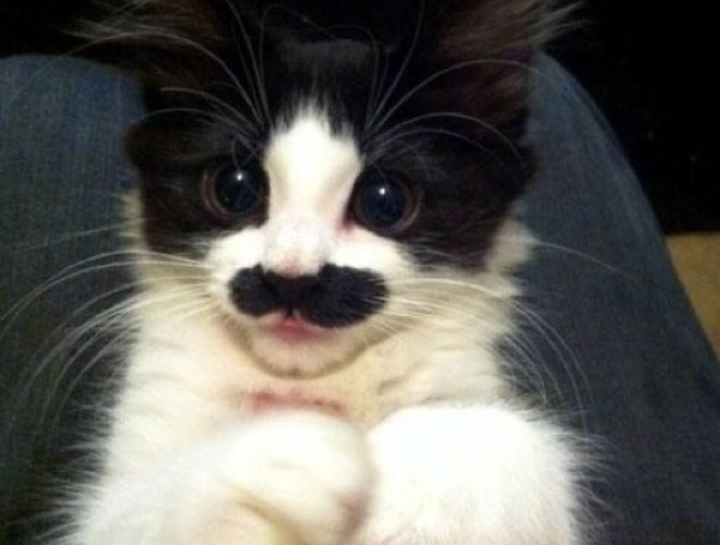 10 pets with cute mustaches! - Yummypets