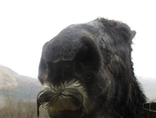 10 pets with cute mustaches! - Yummypets