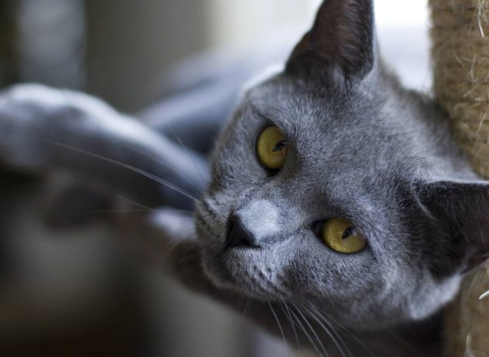 Know your breeds: the Chartreux - Yummypets